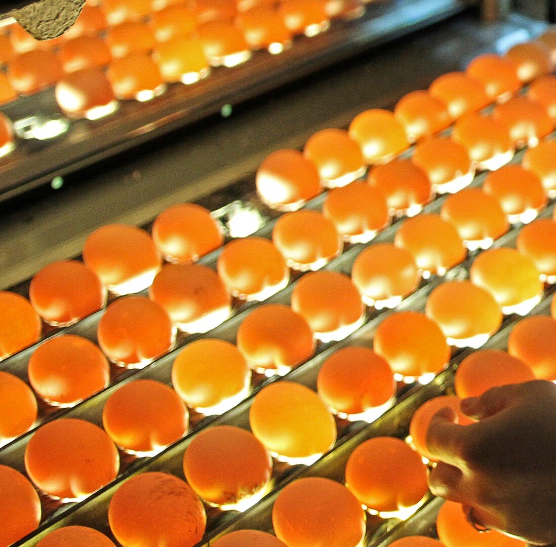 Candling - Vencomatic Group